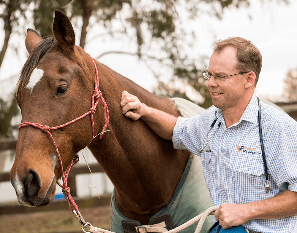What 3 Qualities Make a Successful Veterinarian? - VetPrac