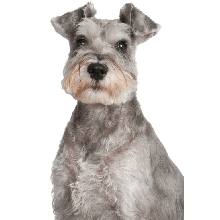 FAST ULTRASOUND & BASIC ECHO - VetPrac