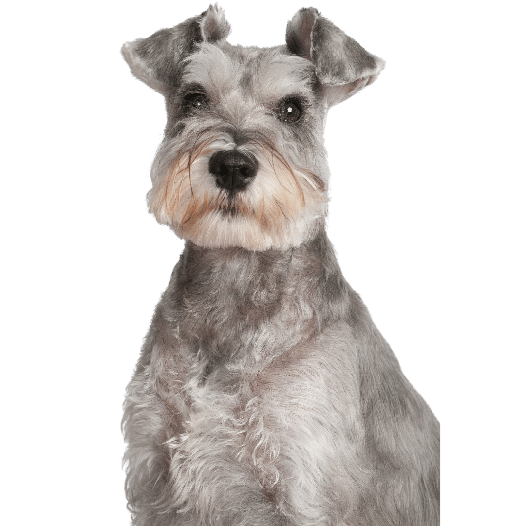 FAST ULTRASOUND & BASIC ECHO - VetPrac