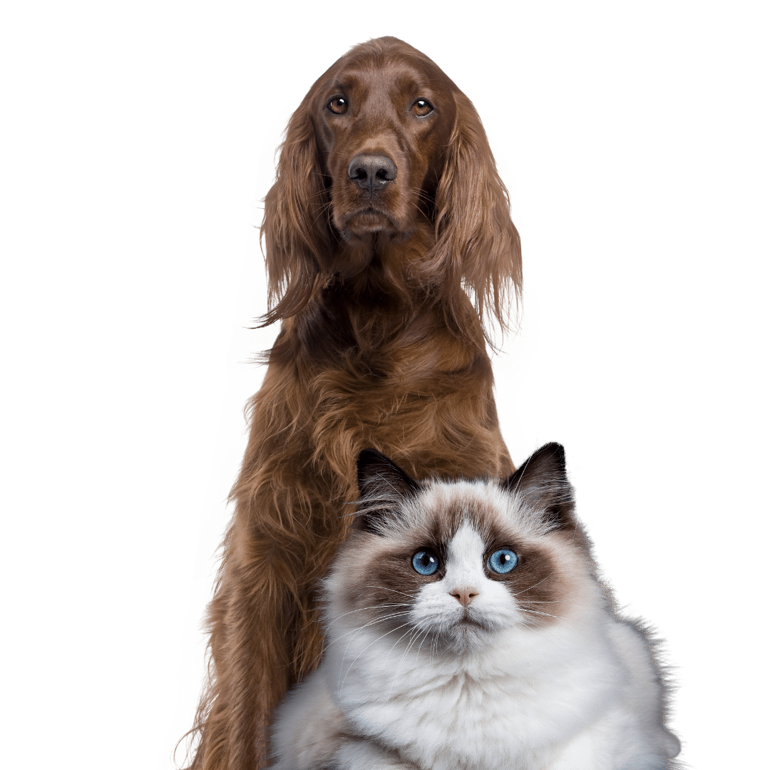 Clinical Procedures & In-House Pathology - VetPrac