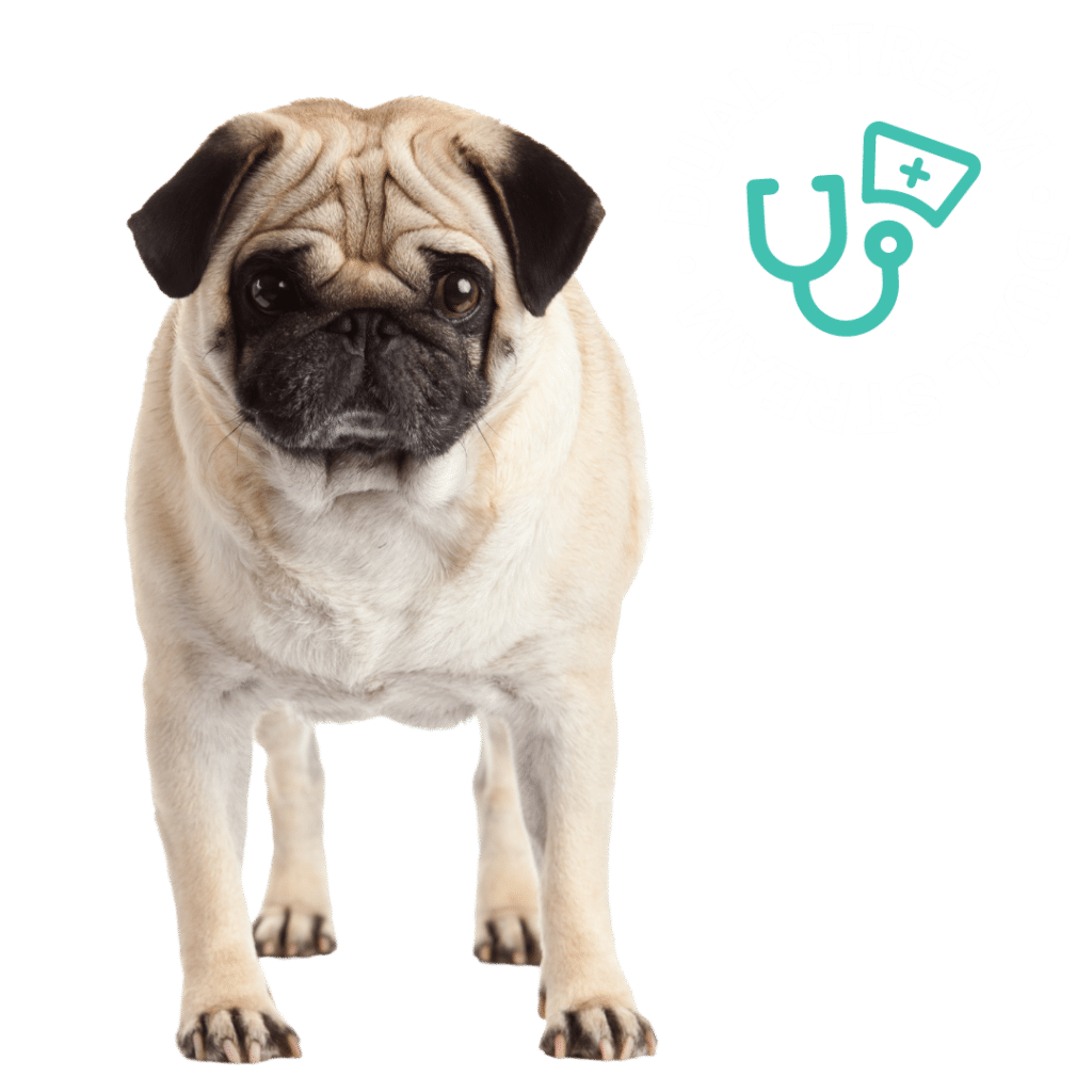 BRACHYCEPHALIC & BOAS SURGERY WORKSHOP - VetPrac