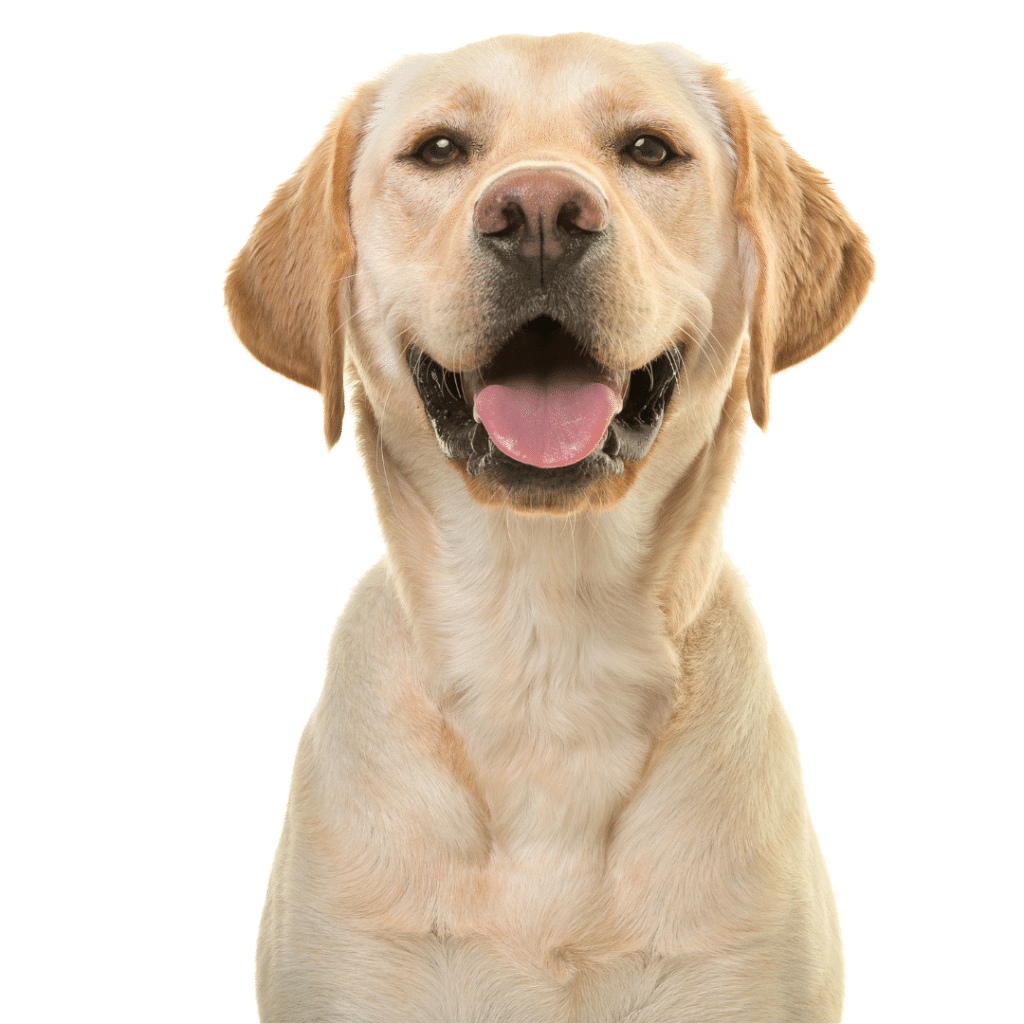 SMALL ANIMAL ENDOSCOPY: UPPER GI & AIRWAY - VetPrac